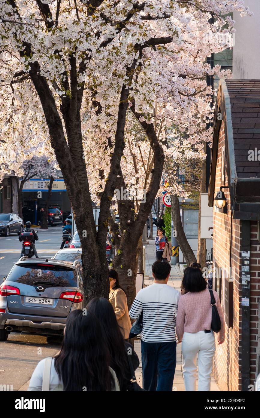 Cherry Blossom, Seochon Hanok Village, April 2024 Stock Photo - Alamy