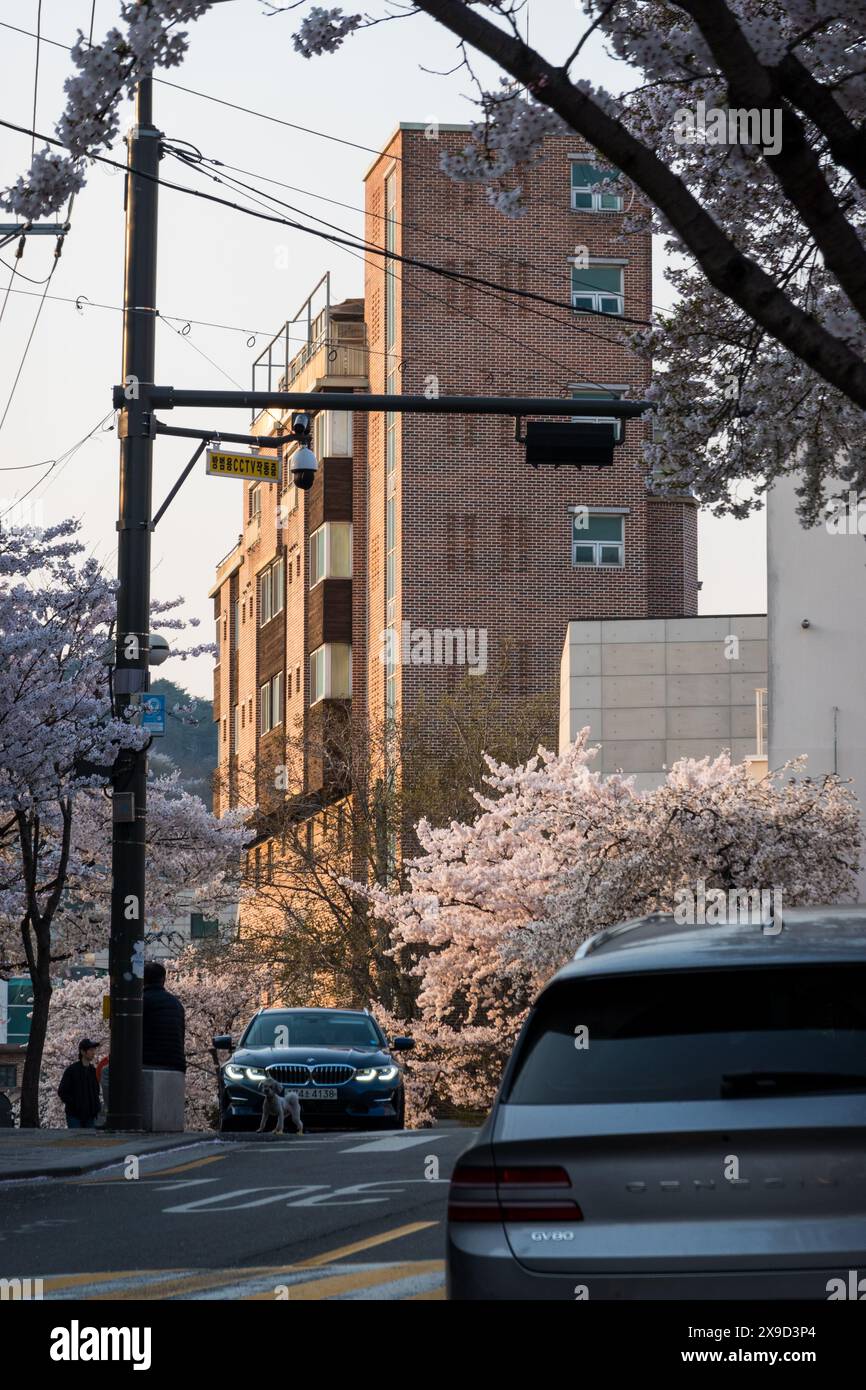 Cherry Blossom, Seochon Hanok Village, April 2024 Stock Photo - Alamy