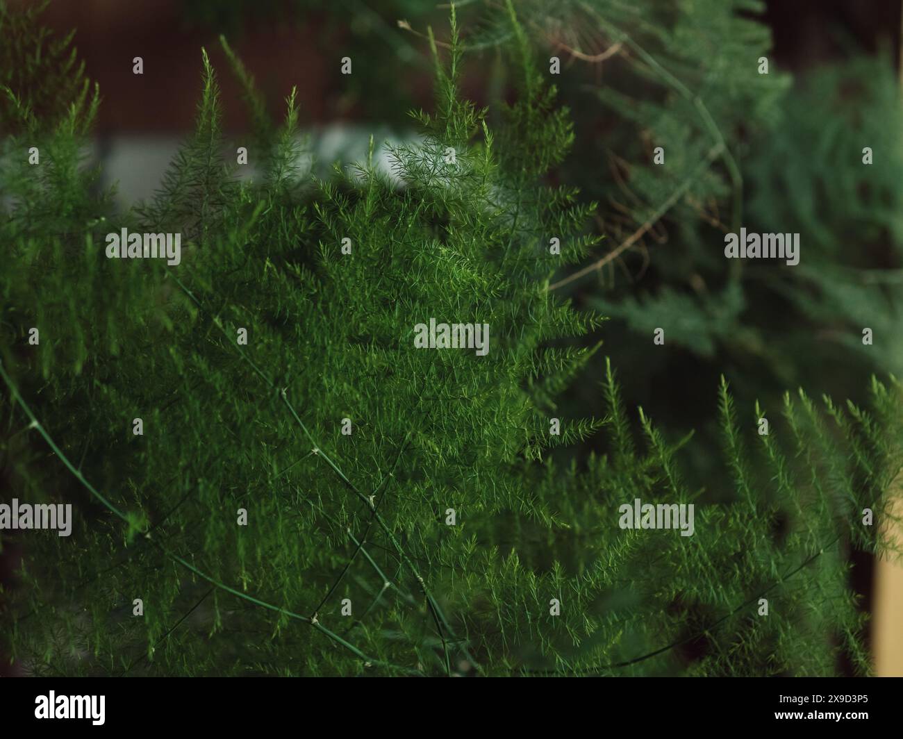 Horizontal straight from above close up of lace fern, asparagus ...