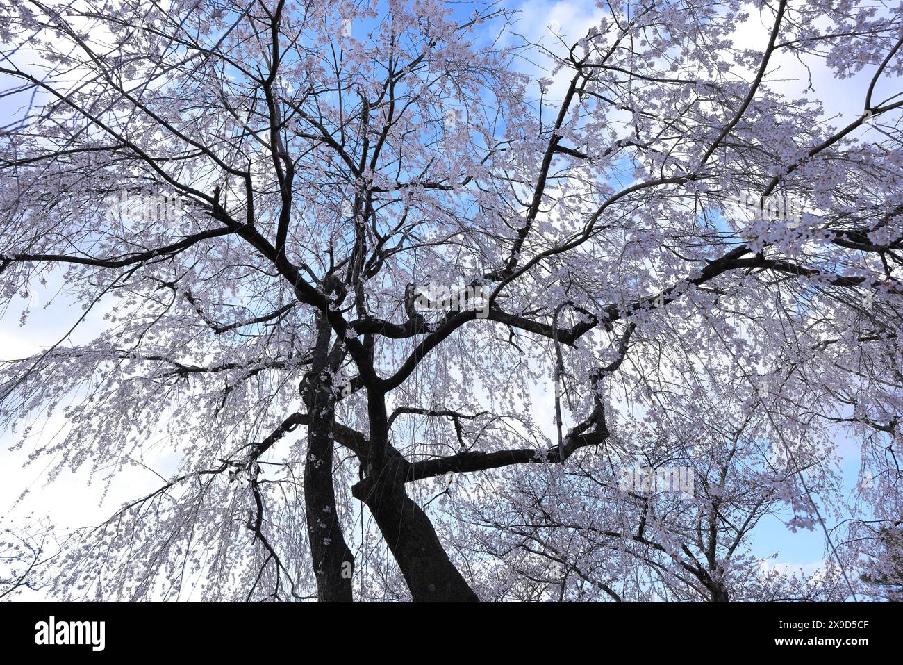 Cherry blossoms at Shiroishi Castle, a Restored 16th-century castle at ...