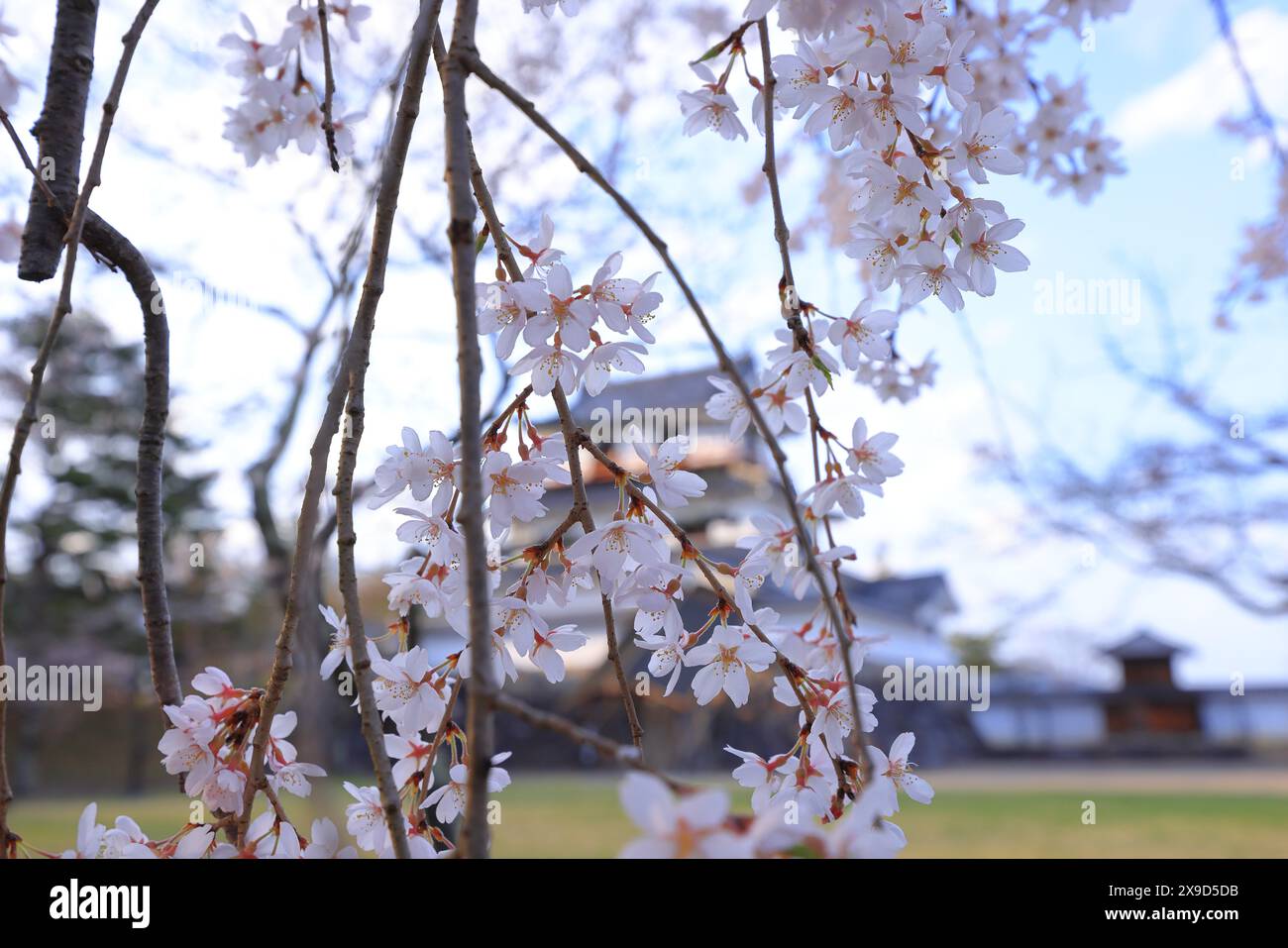 Cherry blossoms at Shiroishi Castle, a Restored 16th-century castle at ...