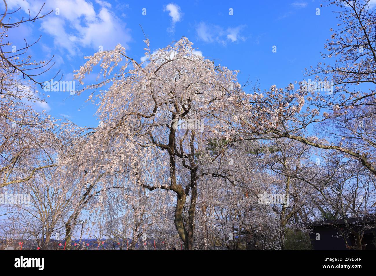 Cherry blossoms at Shiroishi Castle, a Restored 16th-century castle at ...