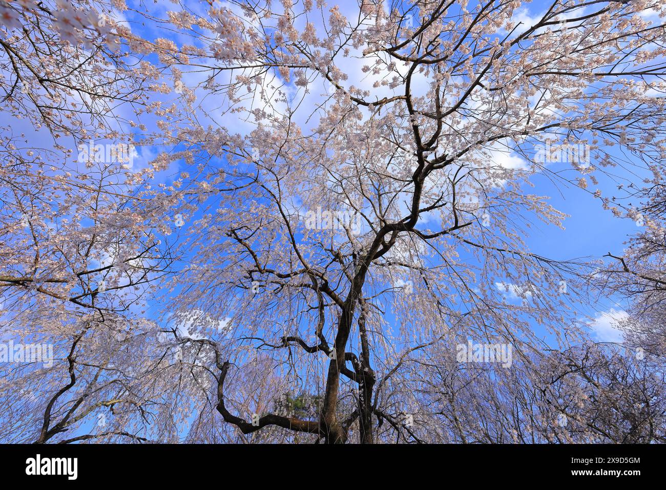 Cherry blossoms at Shiroishi Castle, a Restored 16th-century castle at ...