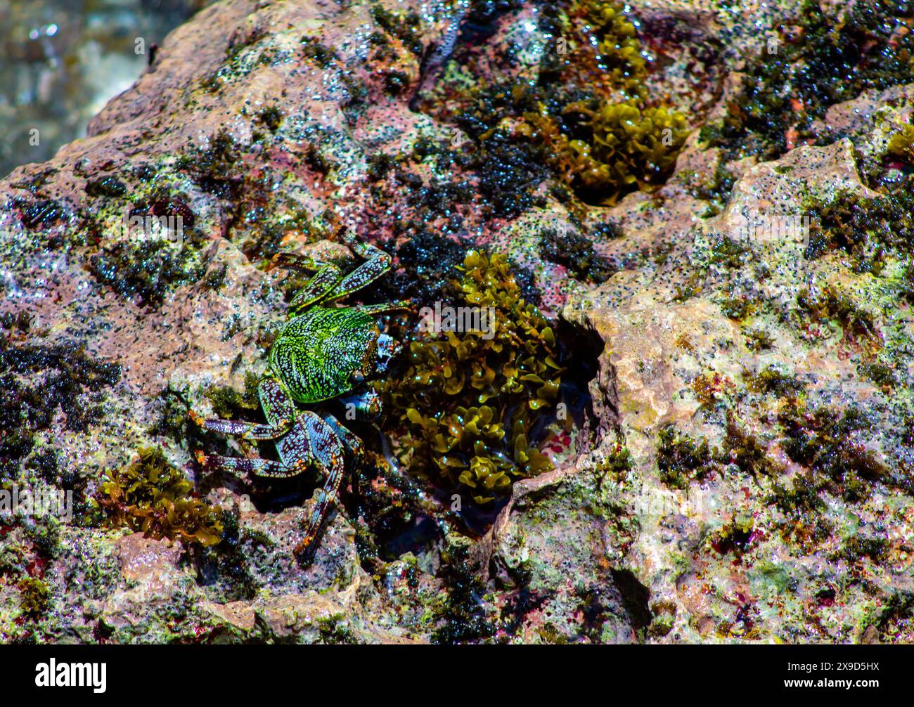 Crab on the rocks in the sea, closeup of photo Stock Photo - Alamy