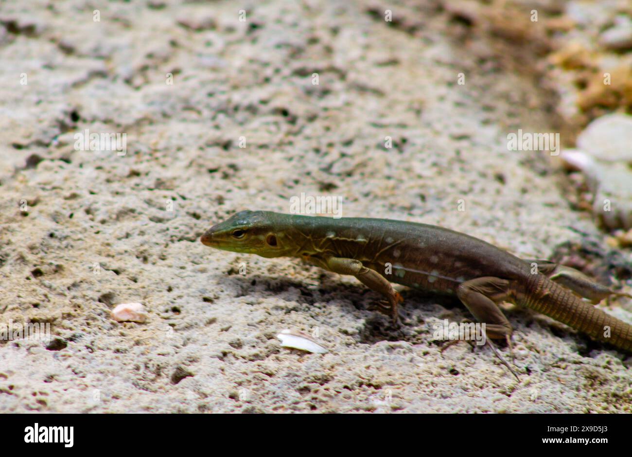 Lizard sunbathing on sand hi-res stock photography and images - Alamy