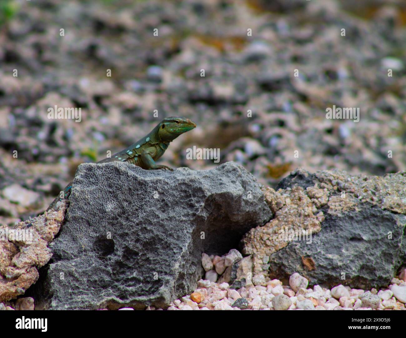 lizard on the rocks in the desert of the island of Curaçao Stock Photo ...