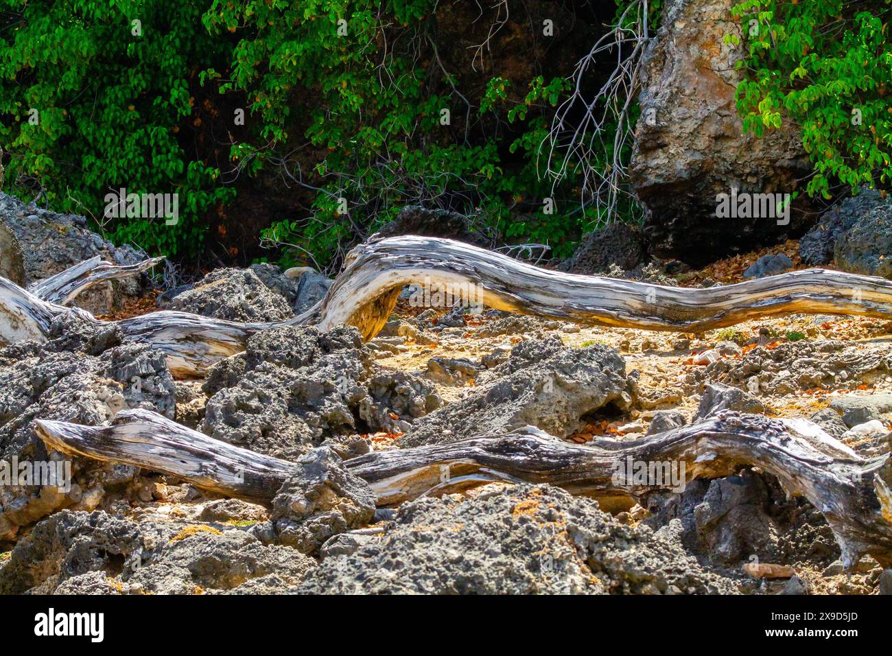 Tree roots on the beach, Curaçao Stock Photo - Alamy