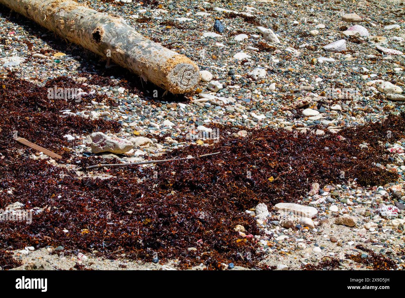 Close up of a pile of waste on the beach. Environmental pollution ...