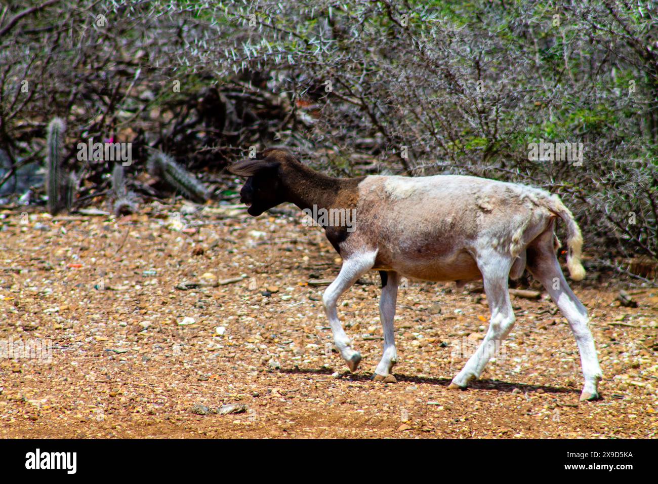 Sheep in the Shete Boka National Park, Curaçao Stock Photo - Alamy