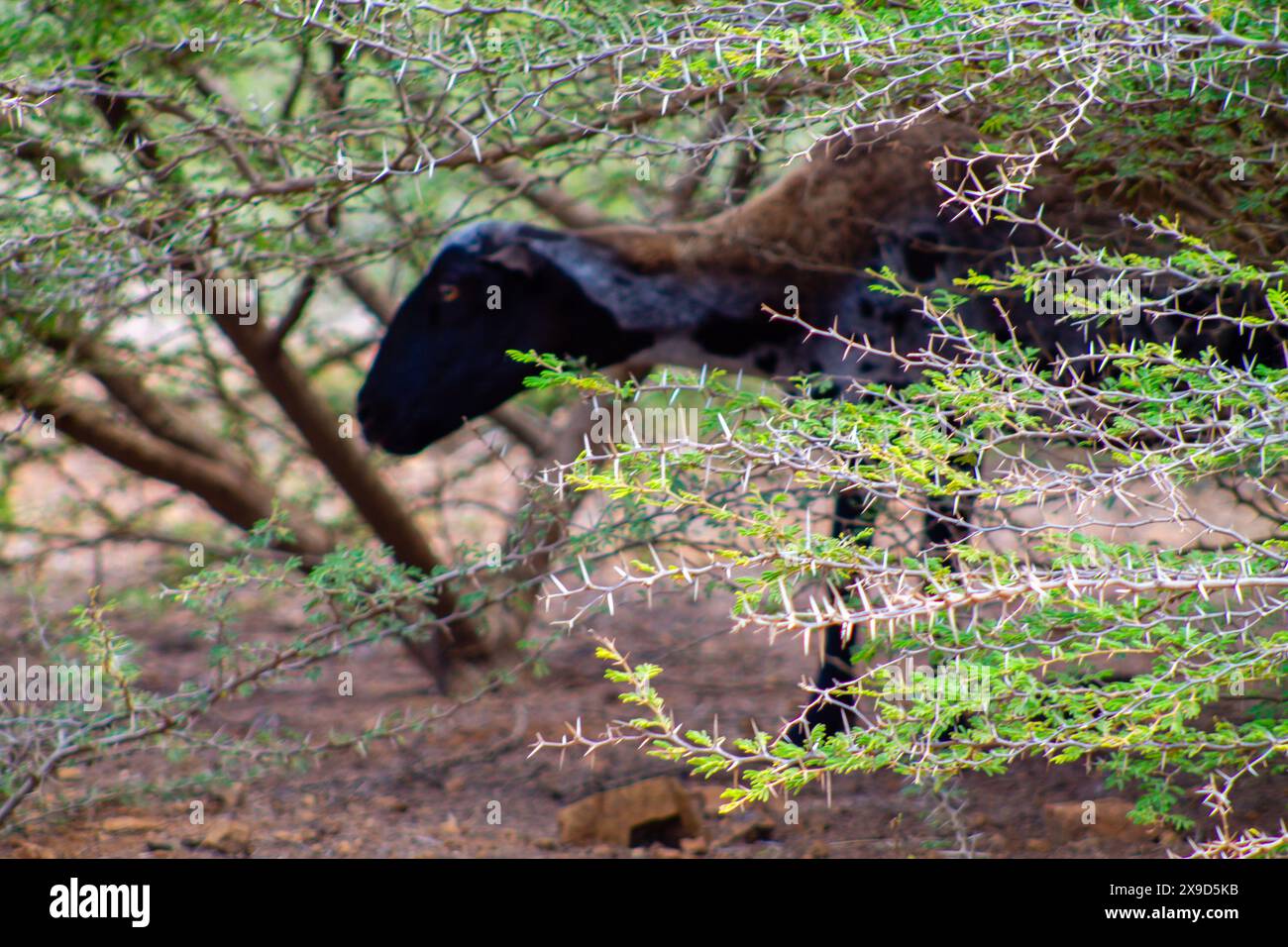Sheep in the Shete Boka National Park, Curaçao Stock Photo - Alamy