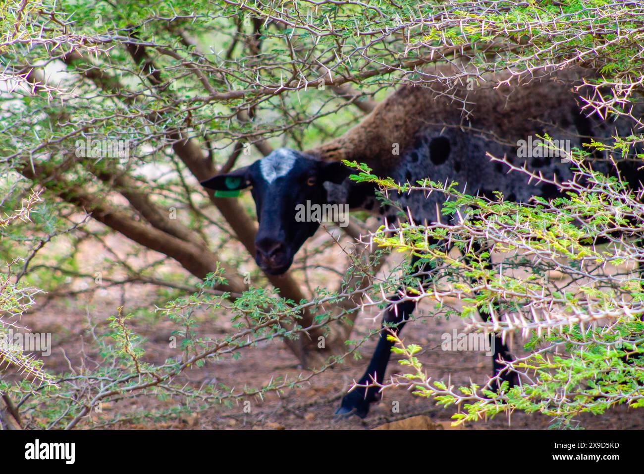 Sheep in the Shete Boka National Park, Curaçao Stock Photo - Alamy