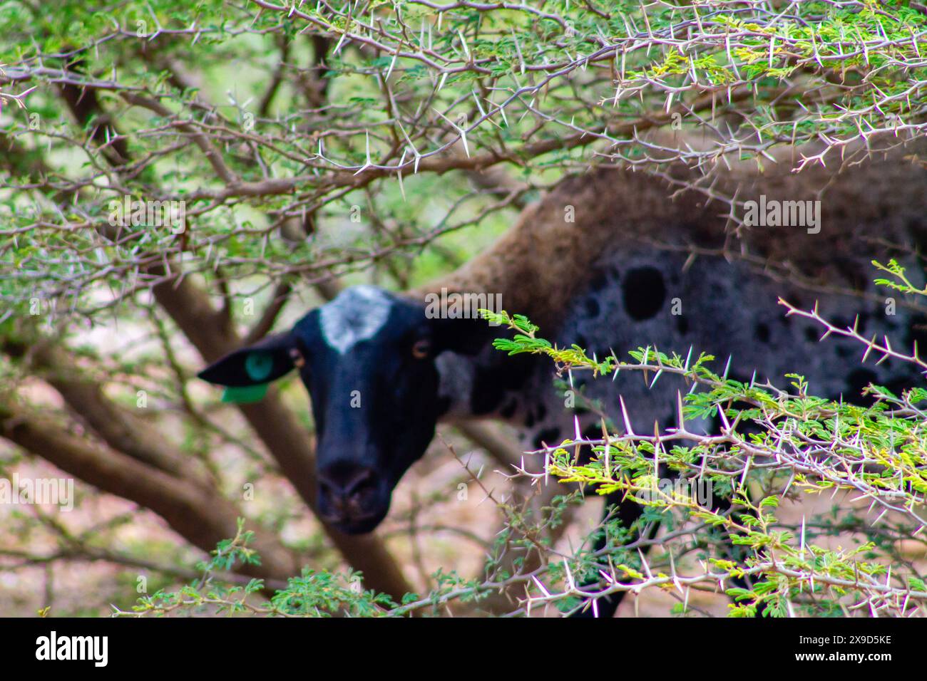 Shete boka national park hi-res stock photography and images - Alamy