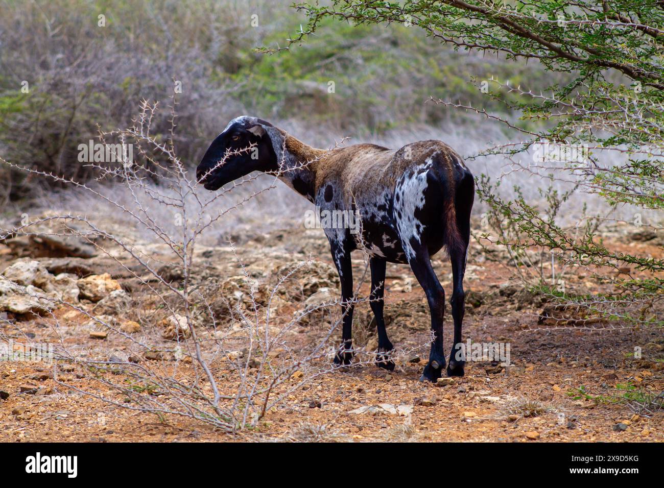 Sheep in the Shete Boka National Park, Curaçao Stock Photo - Alamy