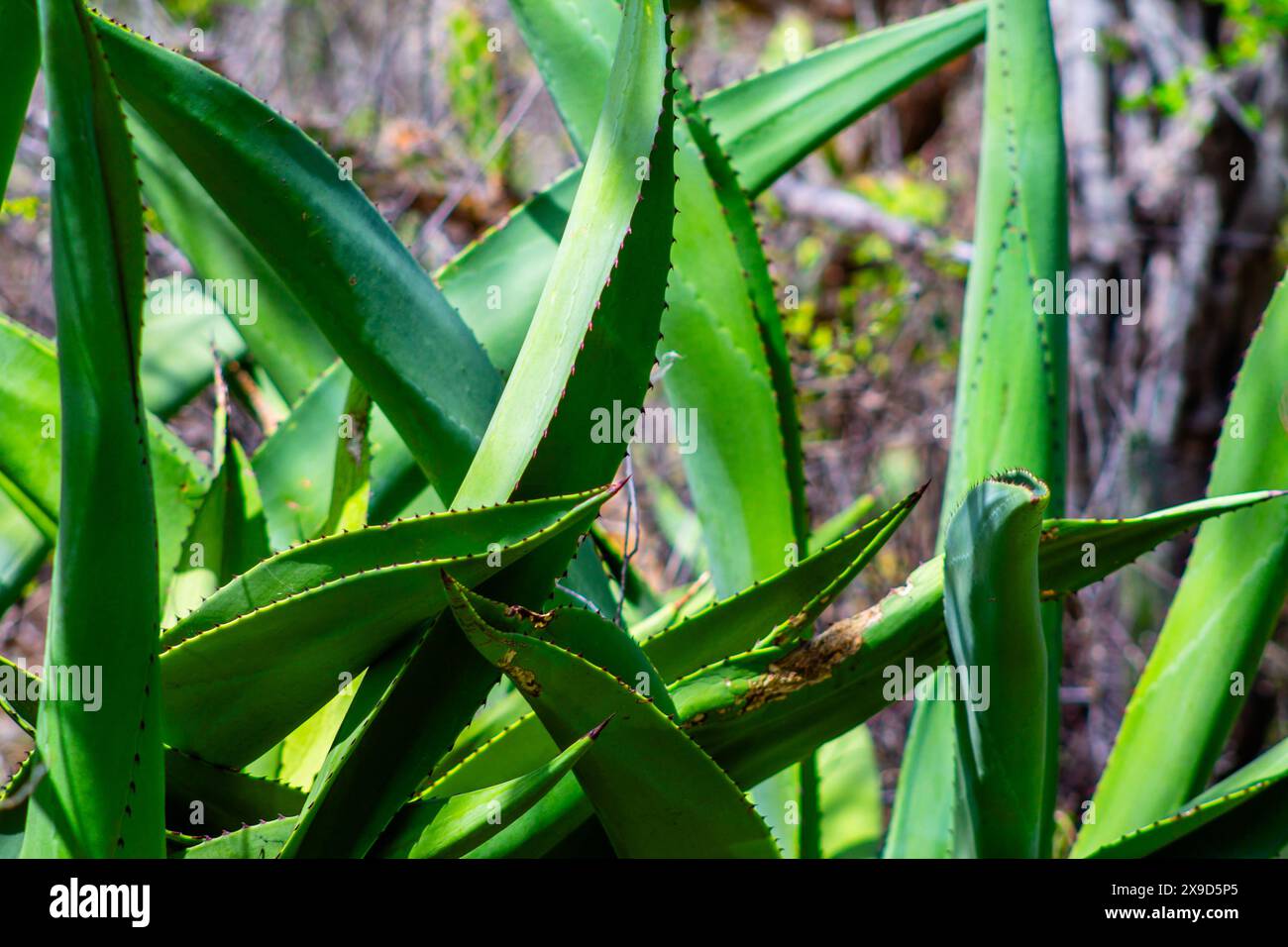 Aloe vera plant close-up. Natural green background Stock Photo - Alamy