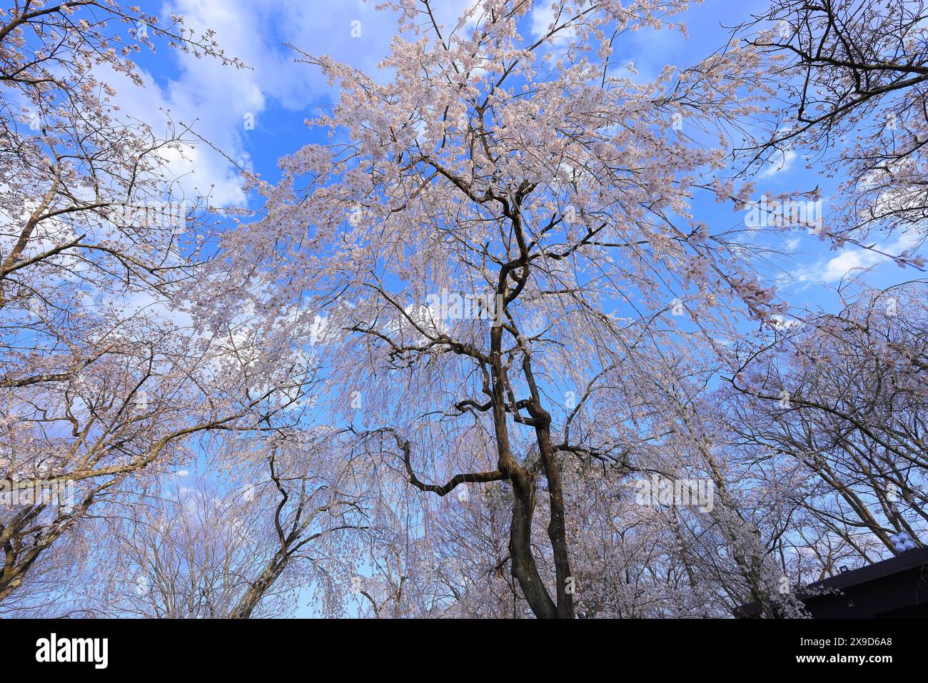 Cherry blossoms at Shiroishi Castle, a Restored 16th-century castle at ...