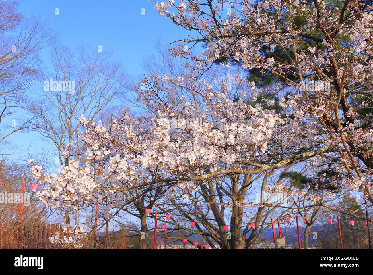 Cherry blossoms at Shiroishi Castle, a Restored 16th-century castle at ...