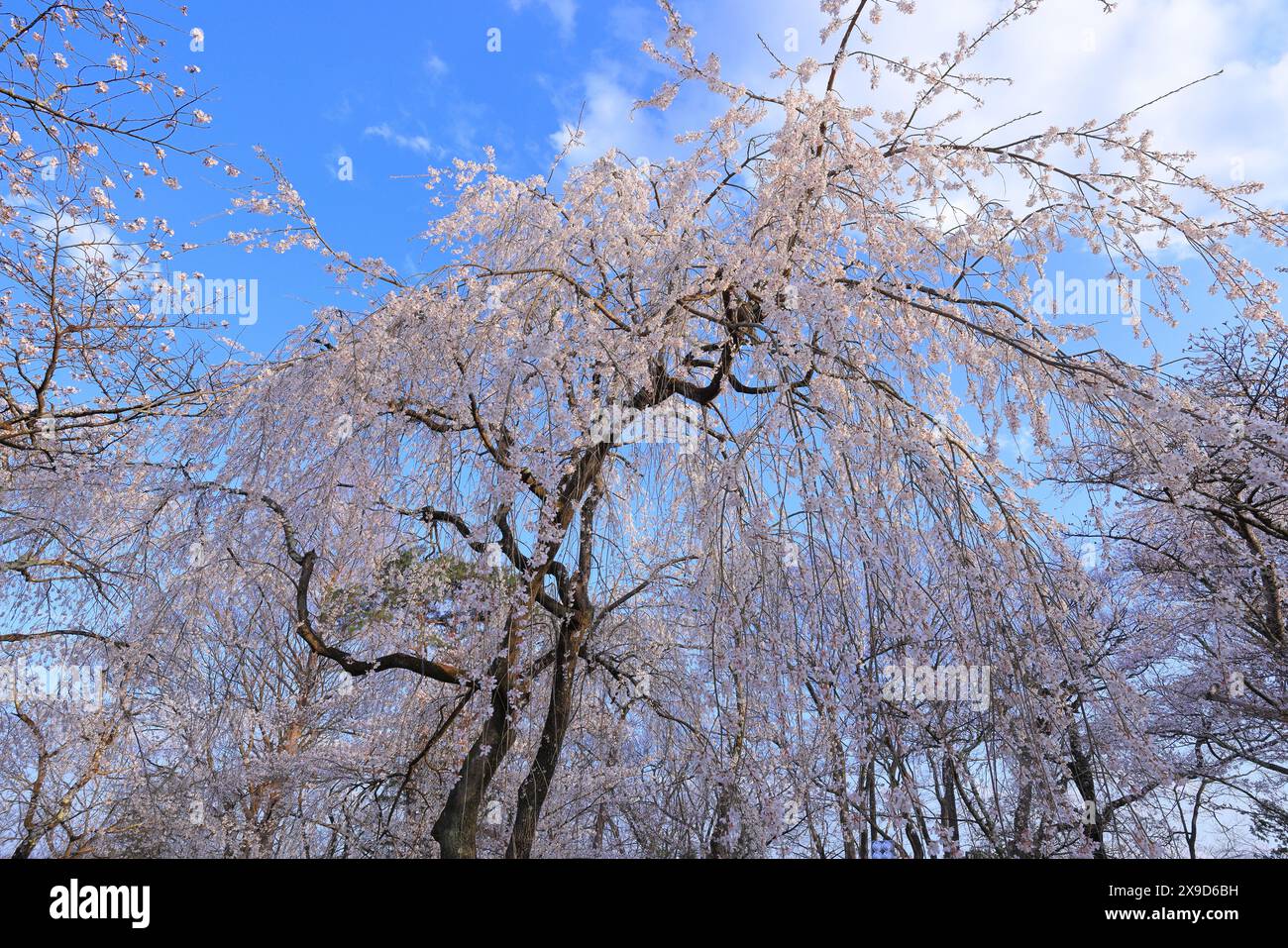 Cherry blossoms at Shiroishi Castle, a Restored 16th-century castle at ...