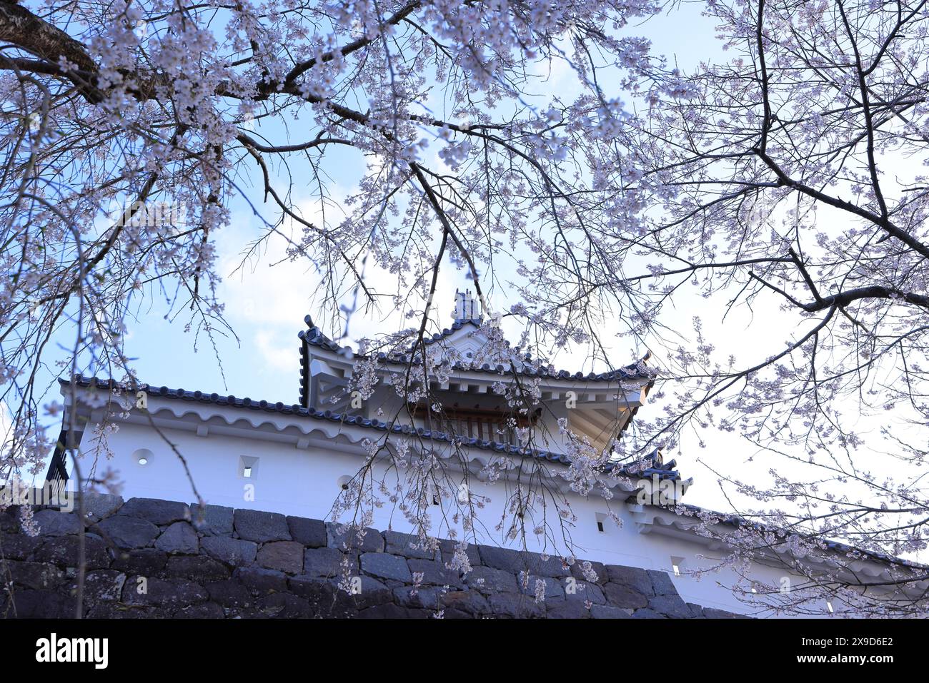 Cherry blossoms at Shiroishi Castle, a Restored 16th-century castle at ...