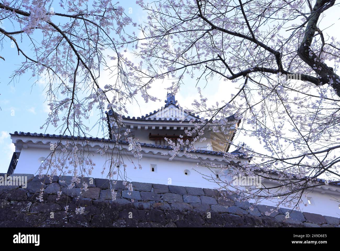 Cherry blossoms at Shiroishi Castle, a Restored 16th-century castle at ...