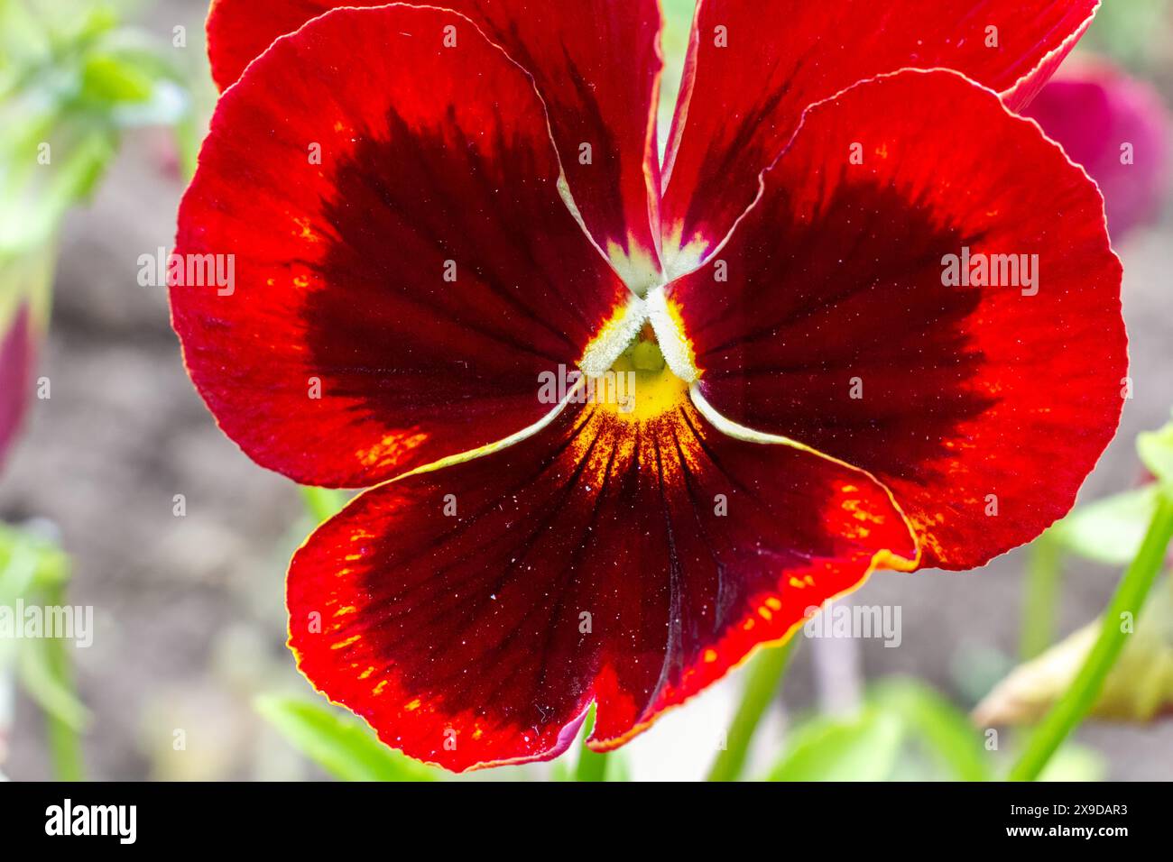 Garden red viola flower on the garden bed Stock Photo - Alamy