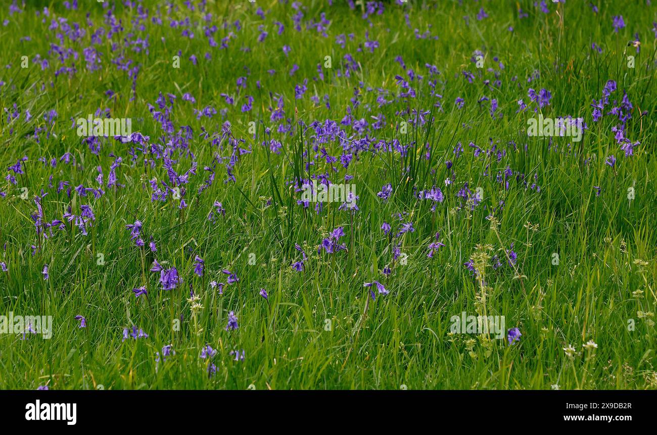 Closeup of a drift of violet blue flowers of the native spring ...