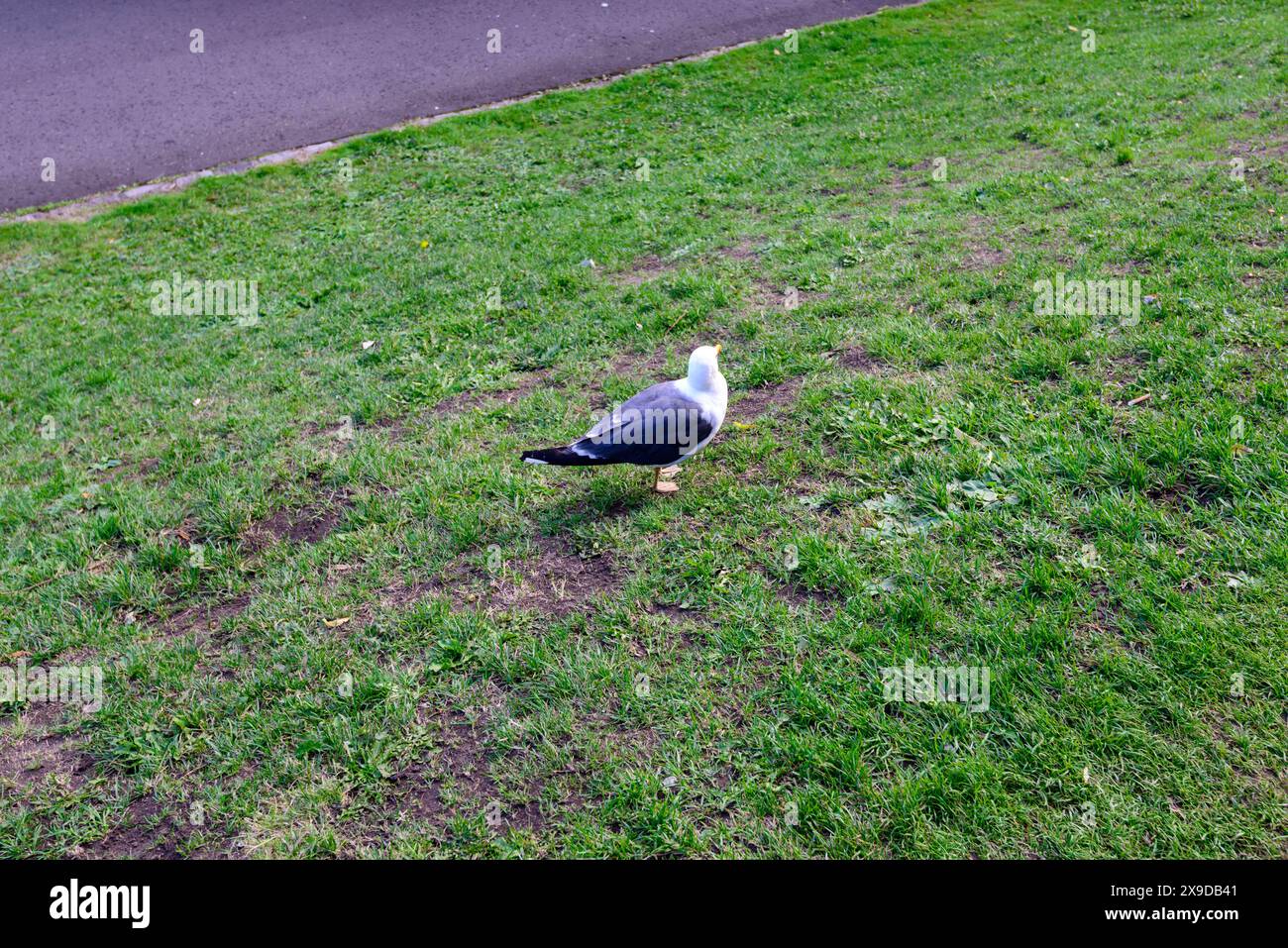 Seagull activity hi-res stock photography and images - Alamy