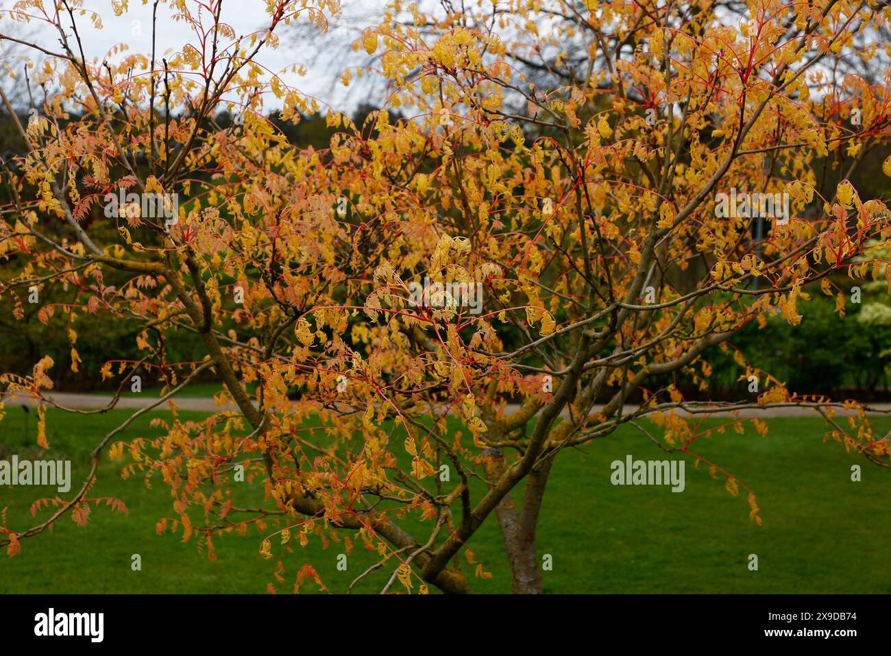 Closeup of the orange-red spring shoots and yellow leaves of the small ...