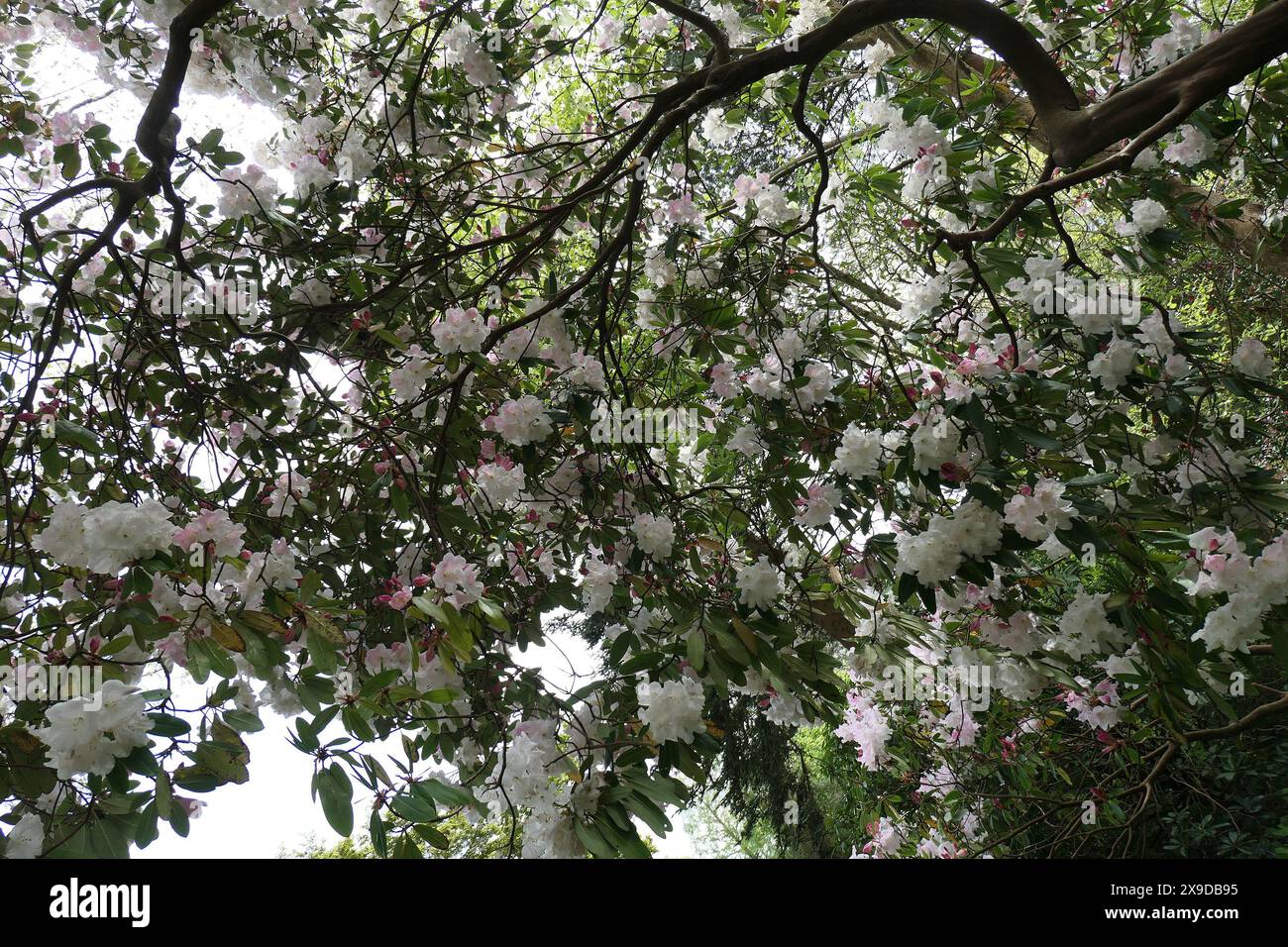 Closeup of the delicate pink white flowers of the spring flowering ...