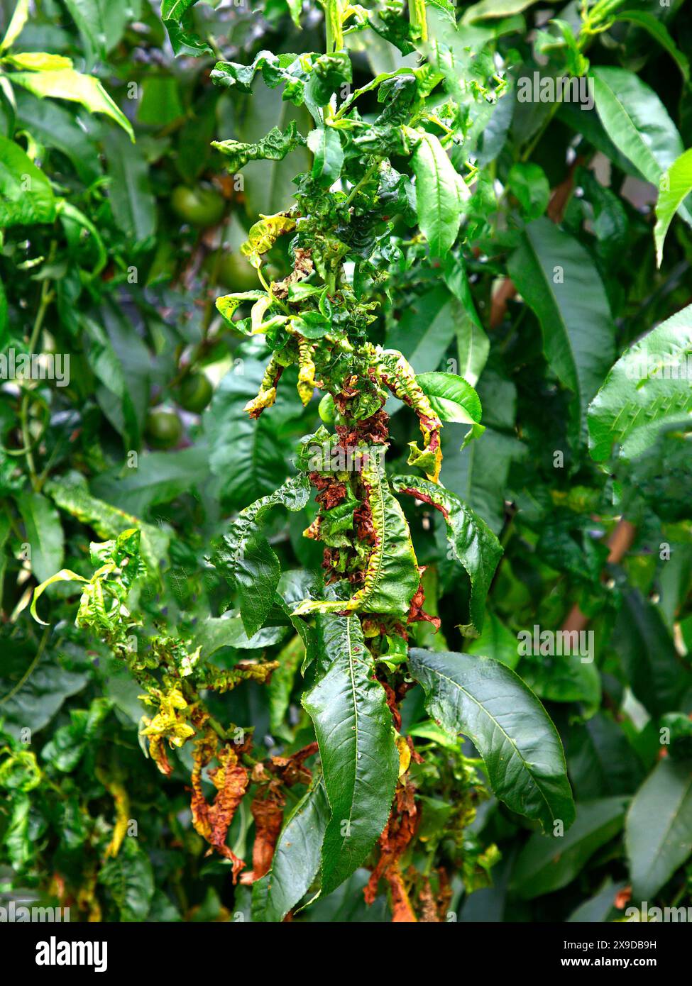 Closeup of peach leaf curl fungus disease Taphrina deformans affecting ...