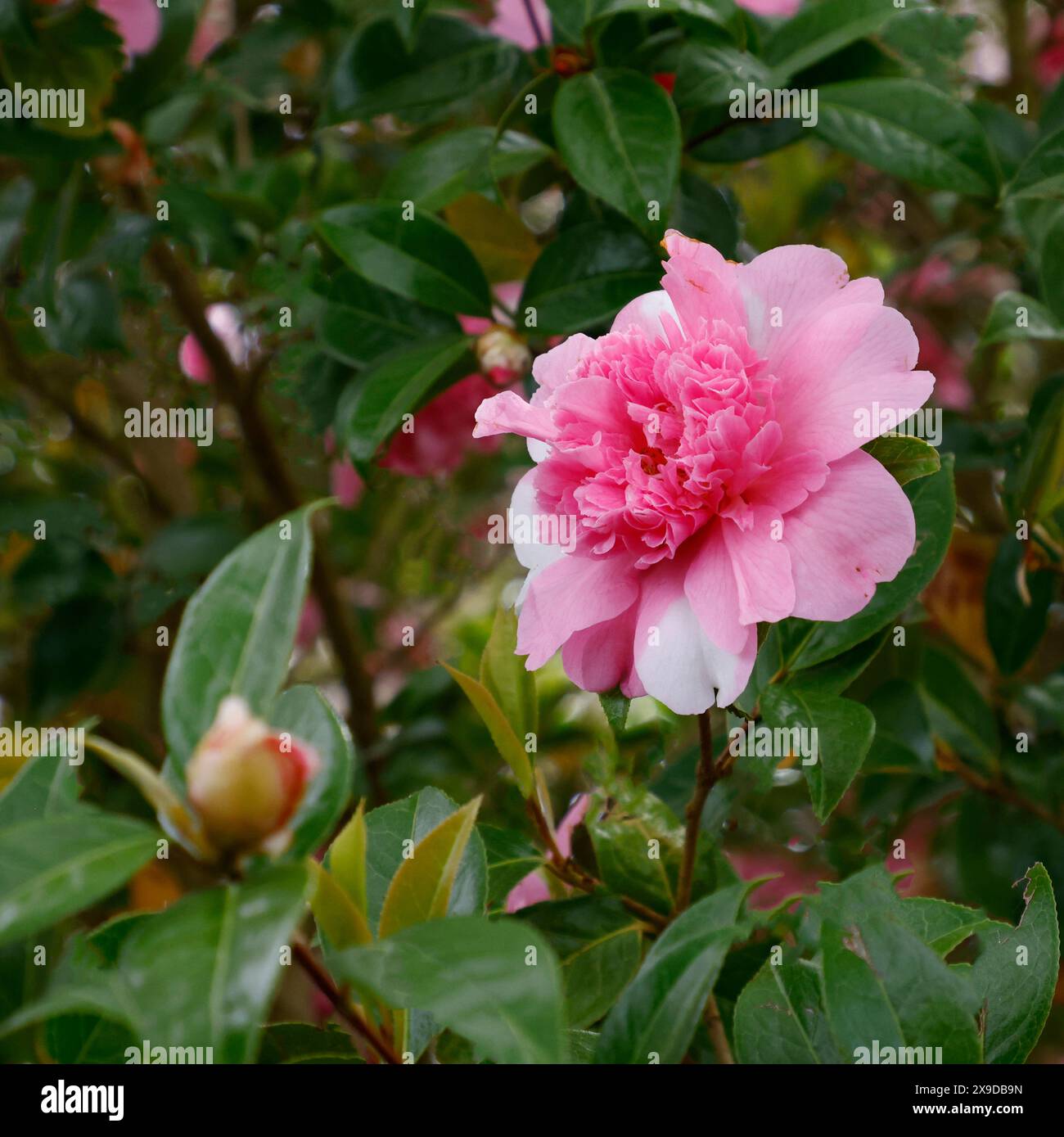 Closeup of the pink flower of the spring flowering garden shrub ...