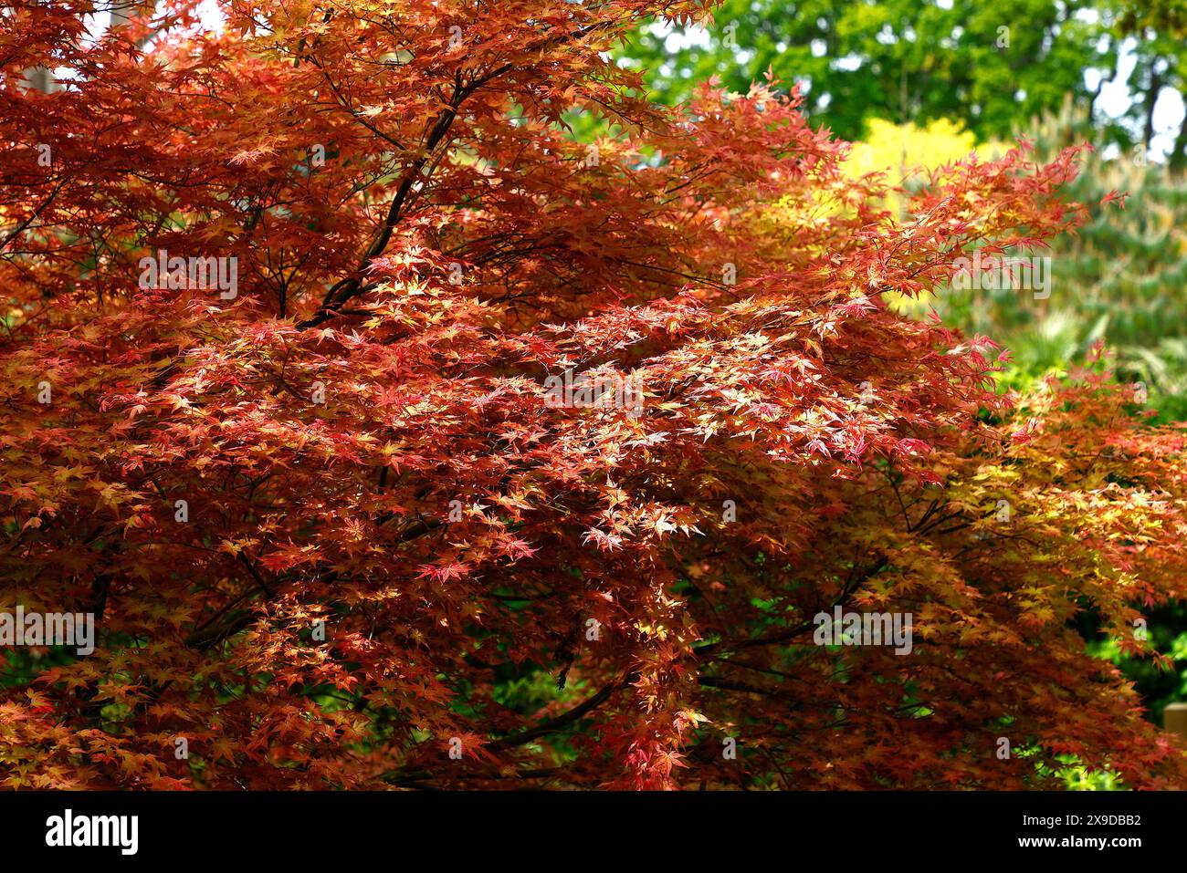 Red pink yellow spring leaves of the Japanese maple acer palmatum ...