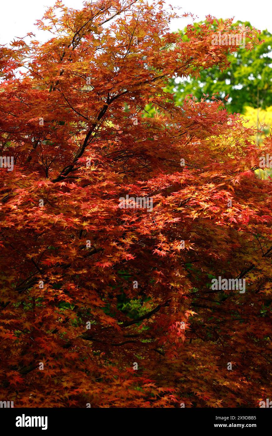 Red pink yellow spring leaves of the Japanese maple acer palmatum ...