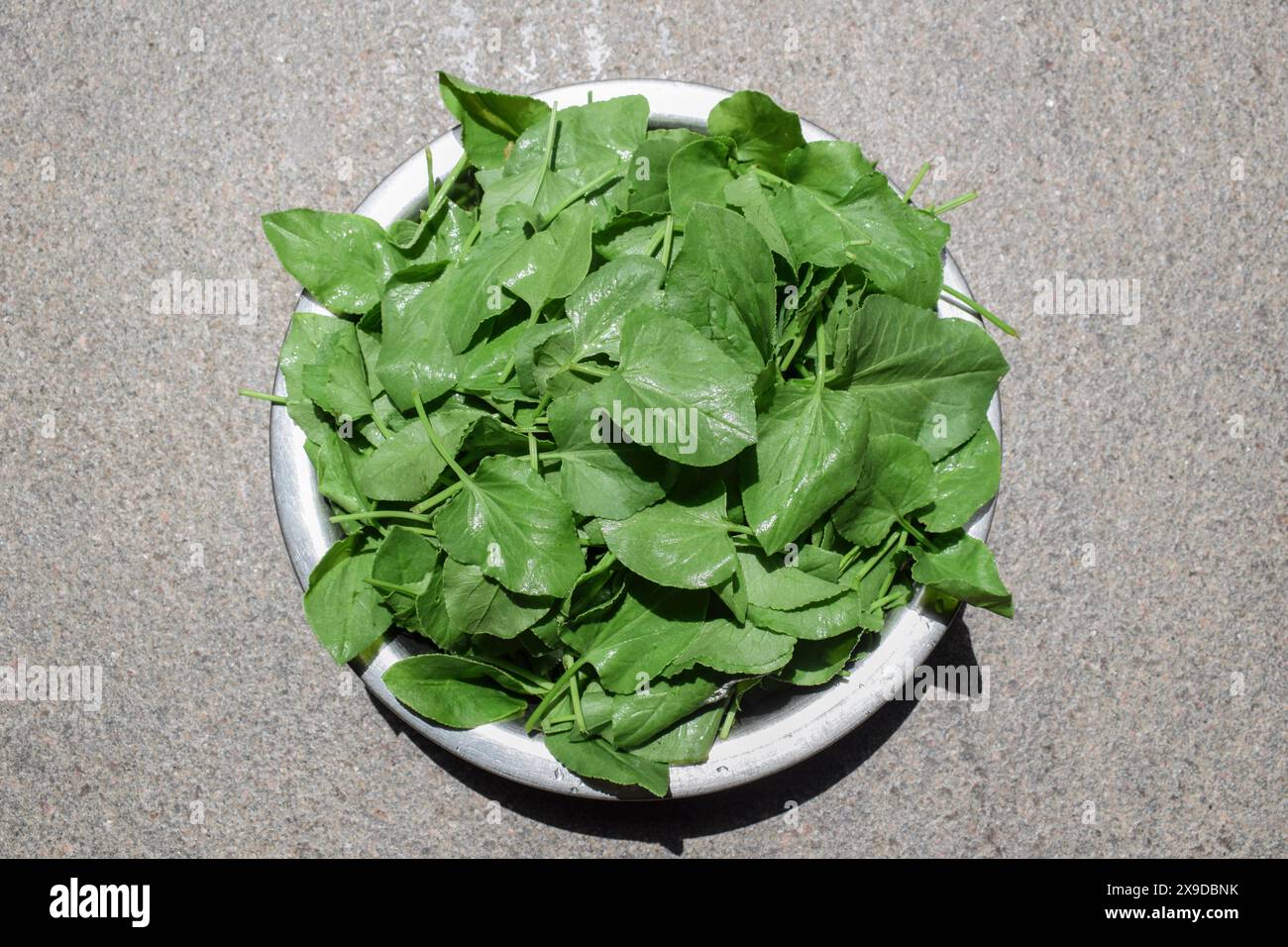 Freshly plucked Spinach leaves stacked after harvesting in kitchen ...