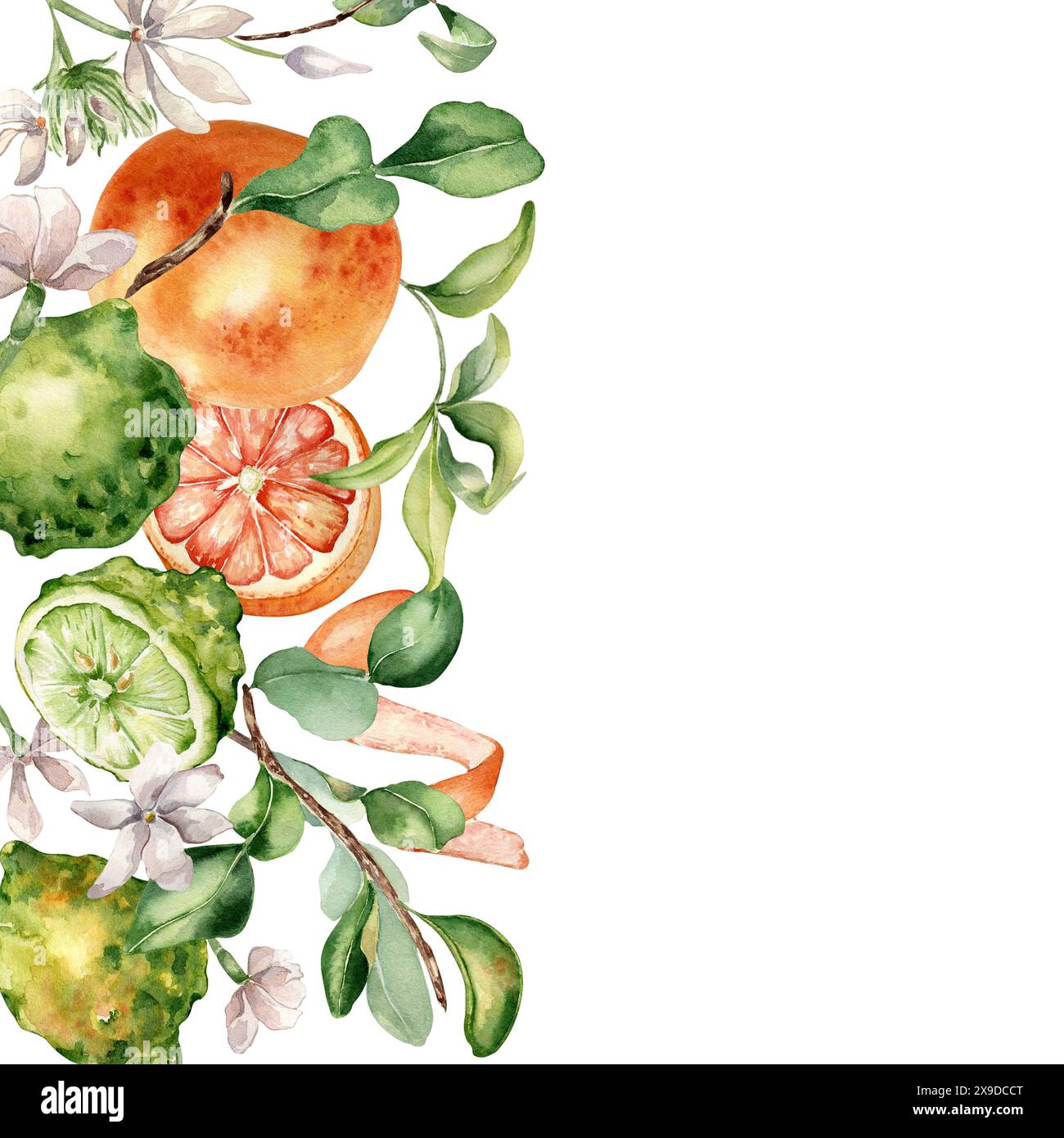 Bergamot and grapefruit citrus plants with jasmine flower in watercolor border isolated. Hand ...