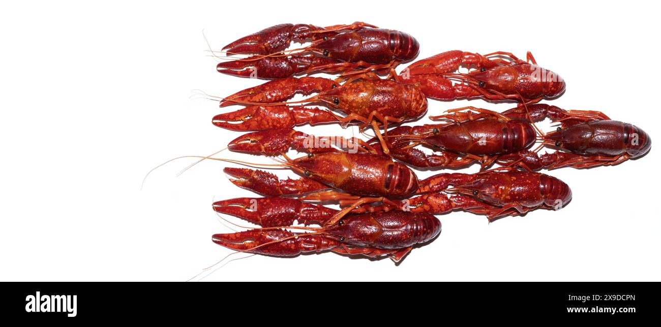 top view photo, close view of cooked red river crabs on white ...