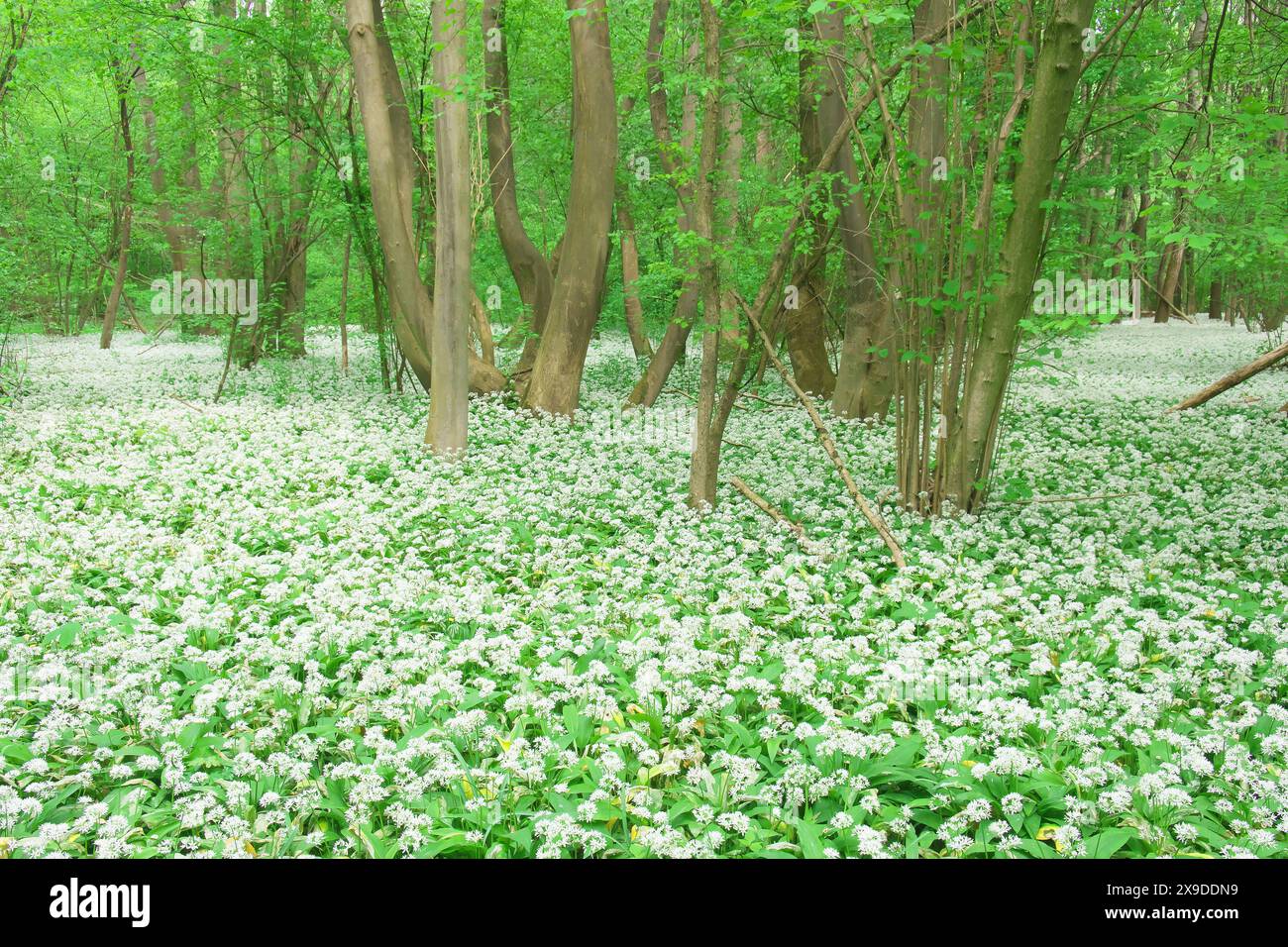 Wild garlic covers the floor of the Danube riparian forest in spring ...