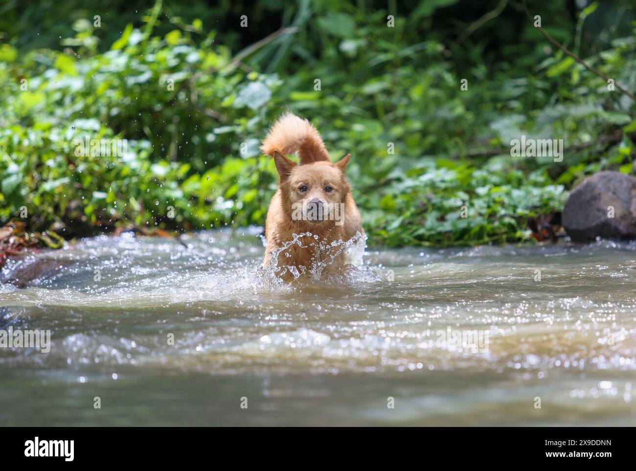 Philippine indigenous native breed Asong Pinoy (Aspin) / Asong Kalye ...