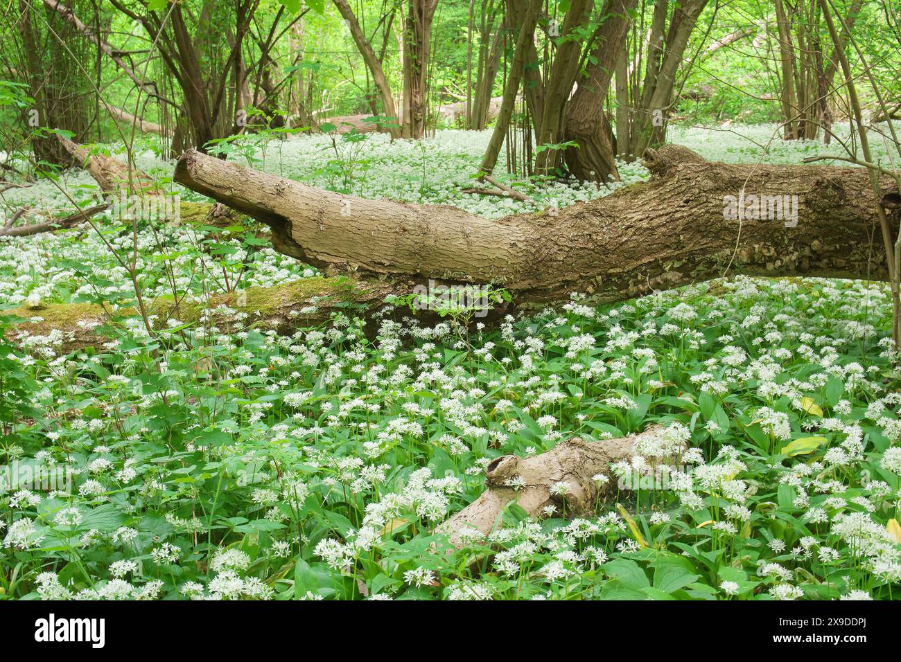 An impenetrable natural forest follows the Danube river between Vienna ...