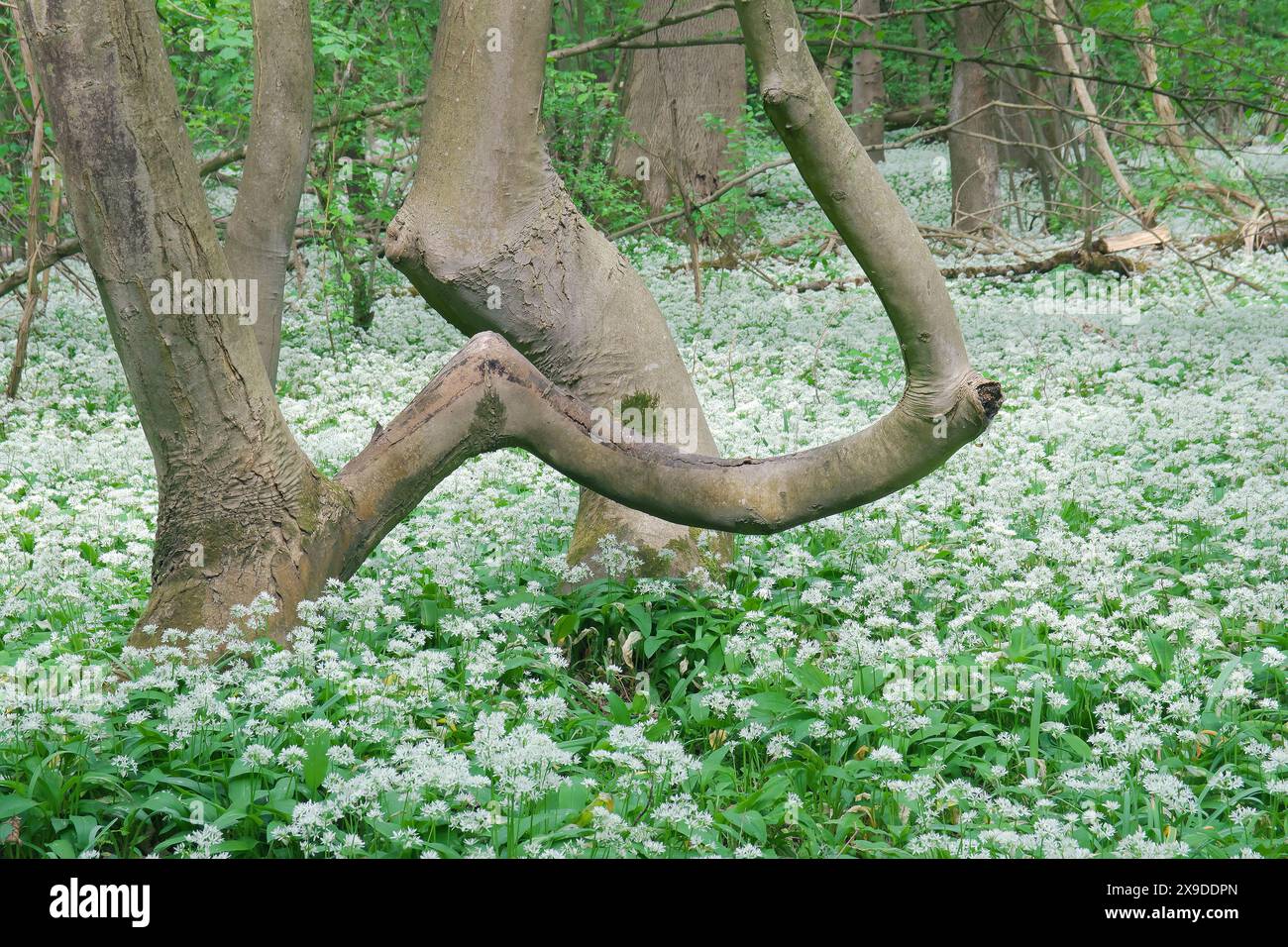 An impenetrable stripe of natural forest grows along the Danube between ...