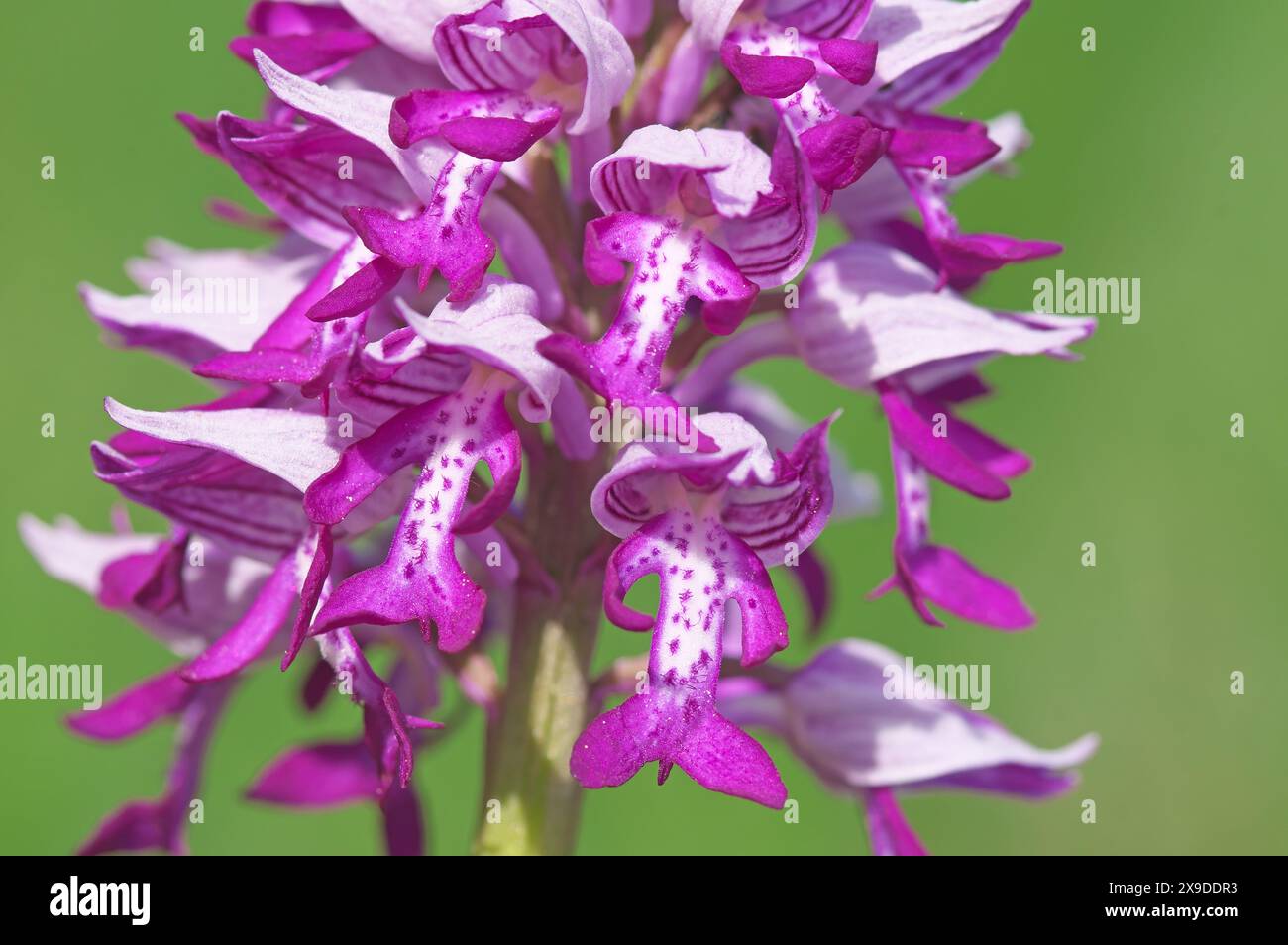Orchis militaris.detail of flower head. Orchis militaris National Park ...