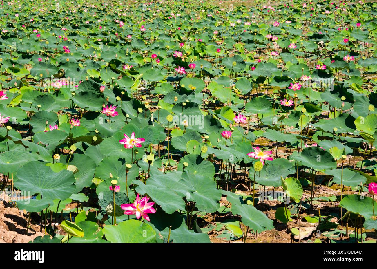 Lotus flower field hi-res stock photography and images - Alamy