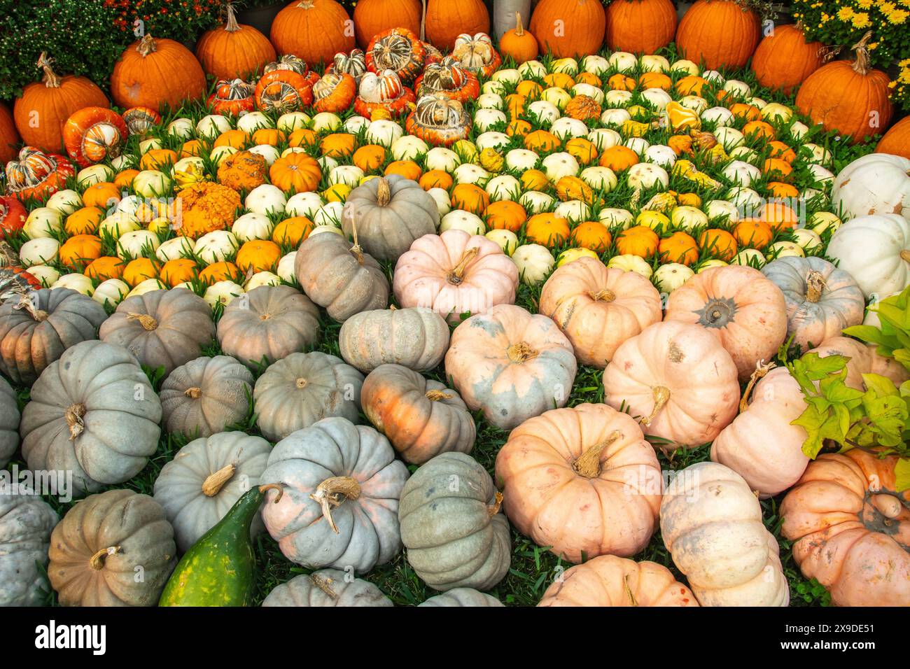 Different types of colorful pumpkins and squashes at a farmers market ...