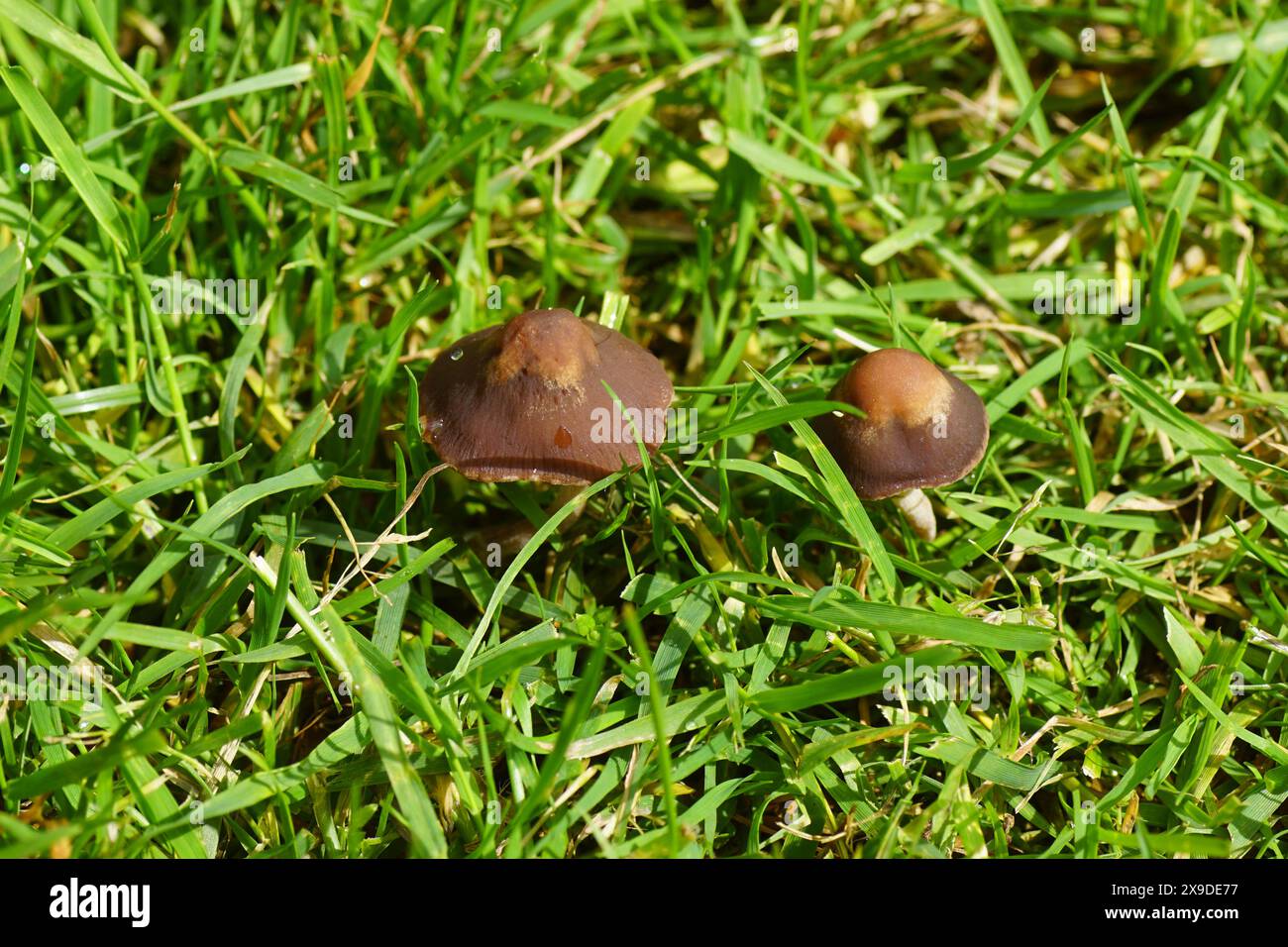 Mower's mushroom, haymaker, haymaker's panaeolus, brown hay mushroom ...