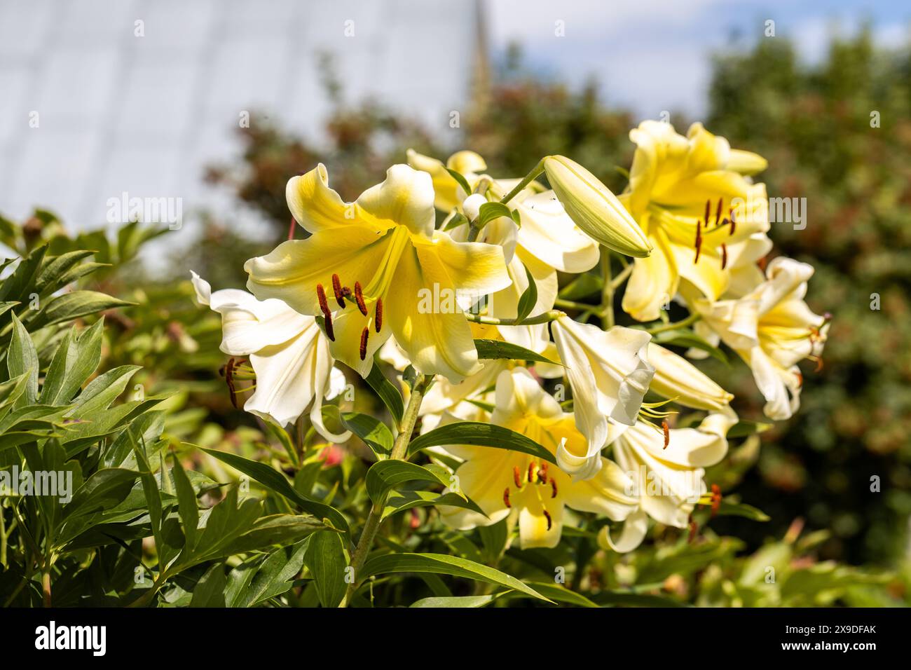 Lilium 'Conca d'Or' is a lily with white and yellow flowers (OT-hybrid ...