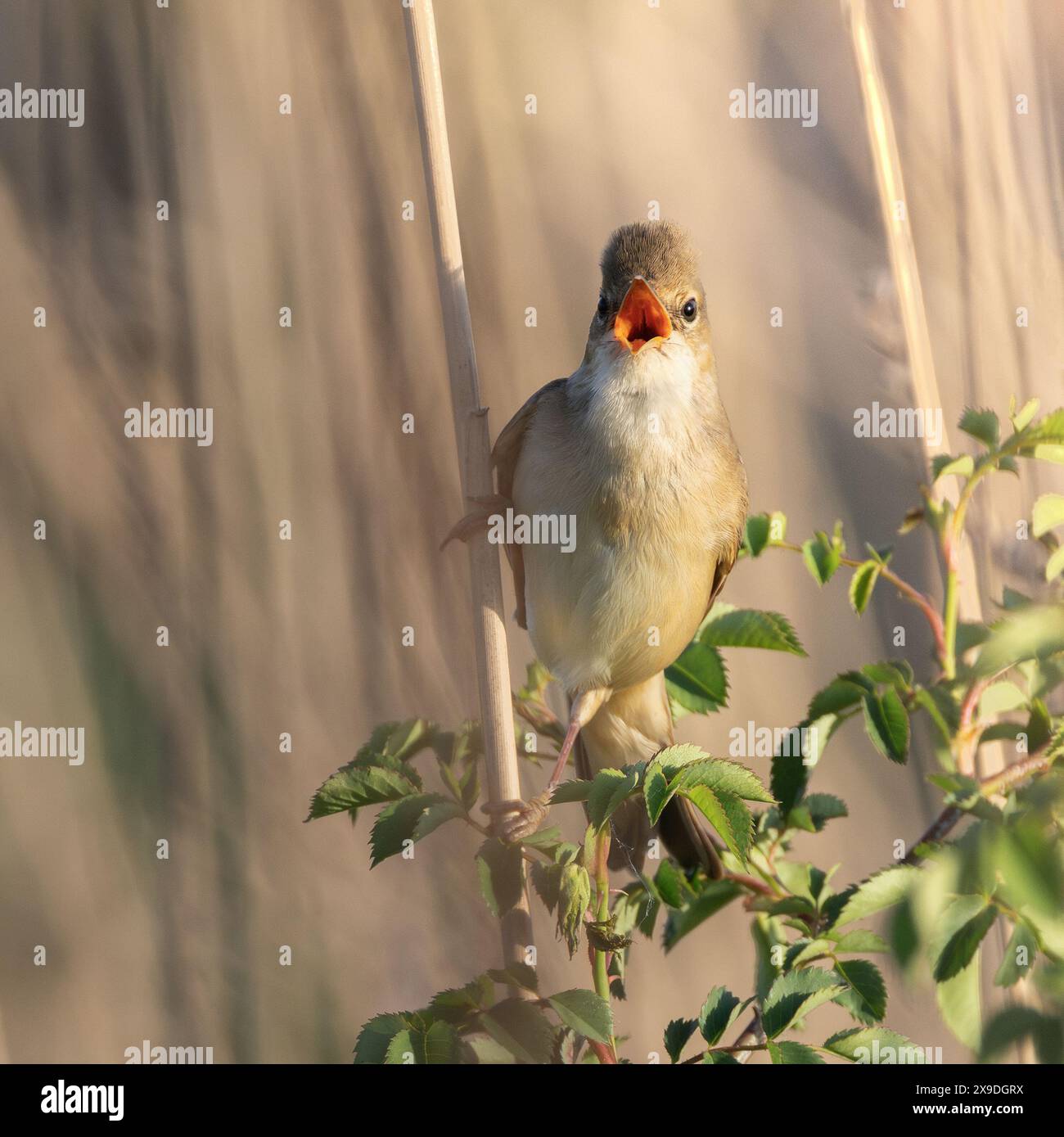 Mating song hi-res stock photography and images - Alamy