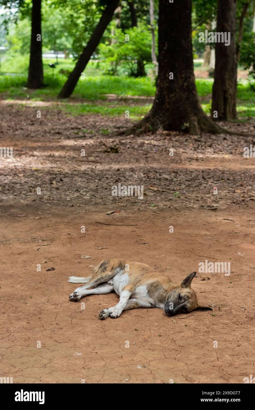 May 31, 2024, Dhaka, Dhaka, Bangladesh: A dog peacefully sleeping at ...