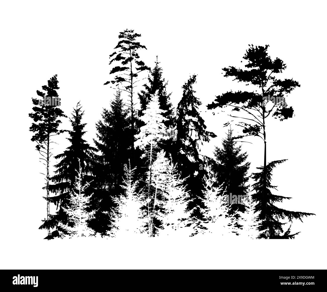 Forest scene tall trees illustration Stock Vector Images - Alamy