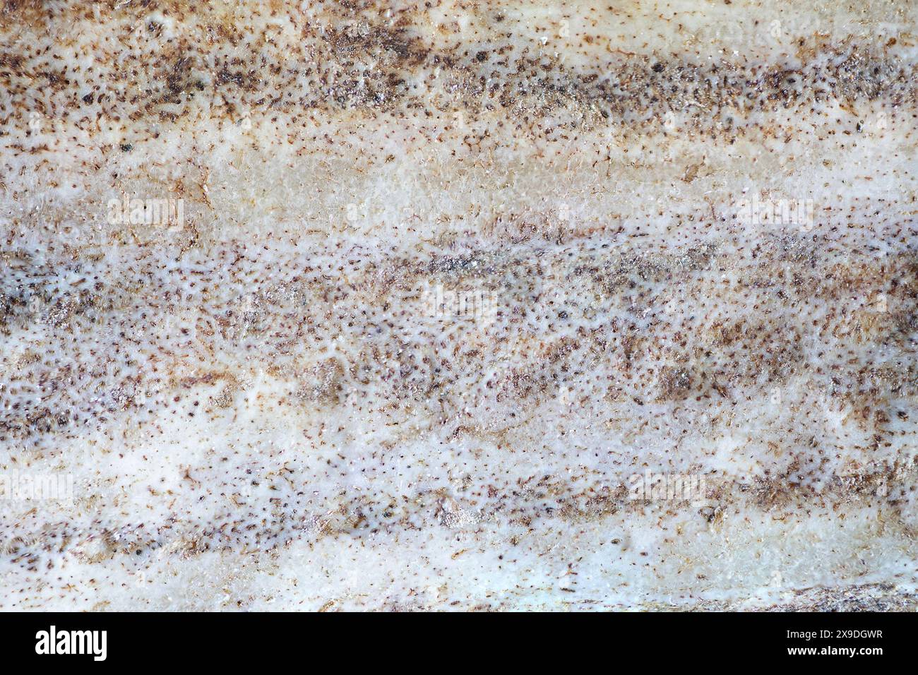 extreme macro shot of fallow deer horn surface (Dama dama), focus stack ...