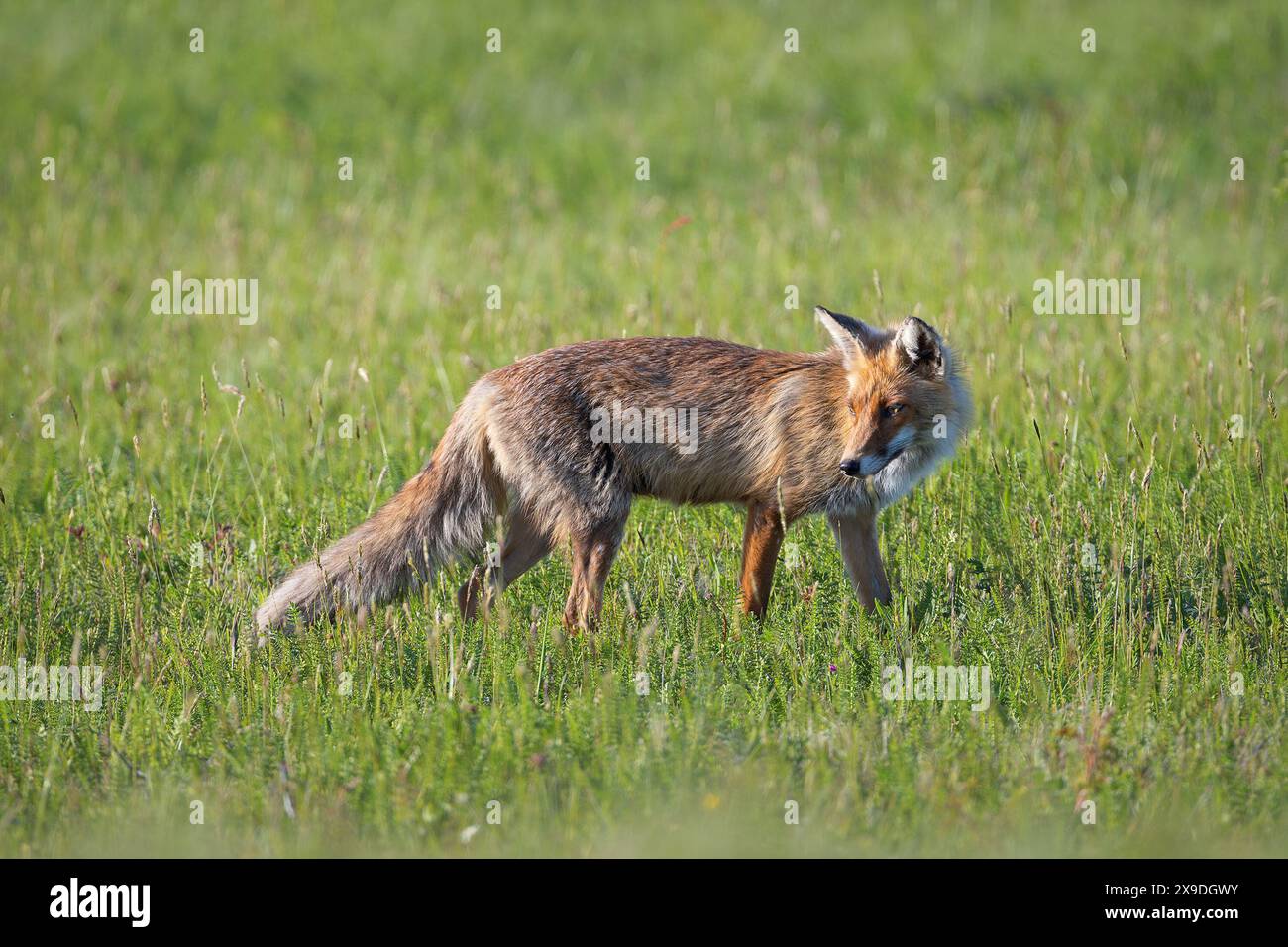 female wild red fox in the field (Vulpes vulpes), animal in natural habitat on meadow Stock ...