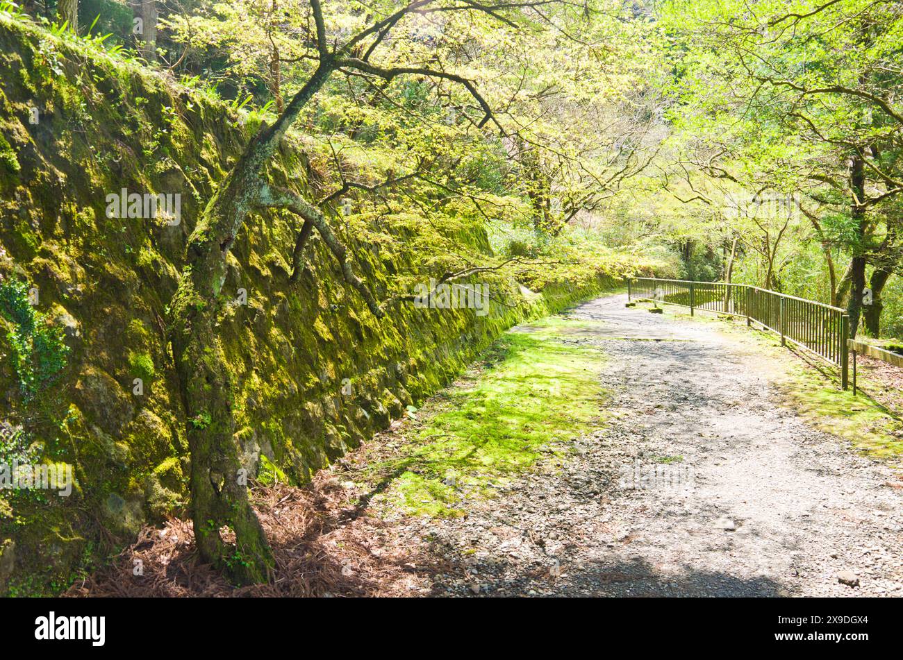 Hakone Nature trail around Lake Ashi in Hakone town, Kanagawa ...